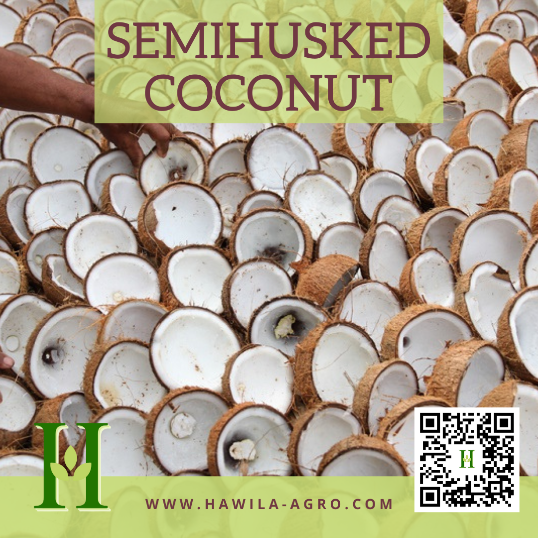 Semihusked Coconut / Husked Coconut / Peeled Old Coconut | Inaexport
